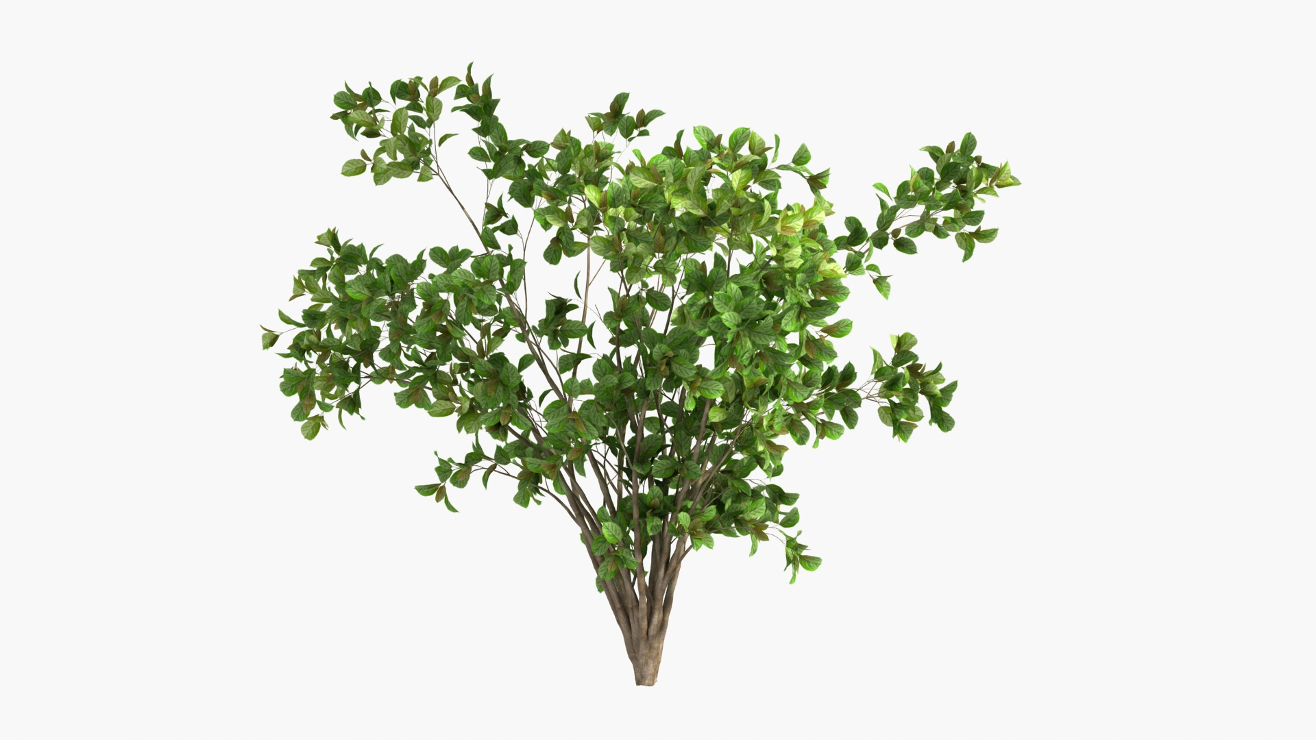 3D Bush Grow Wind - TurboSquid 1667486