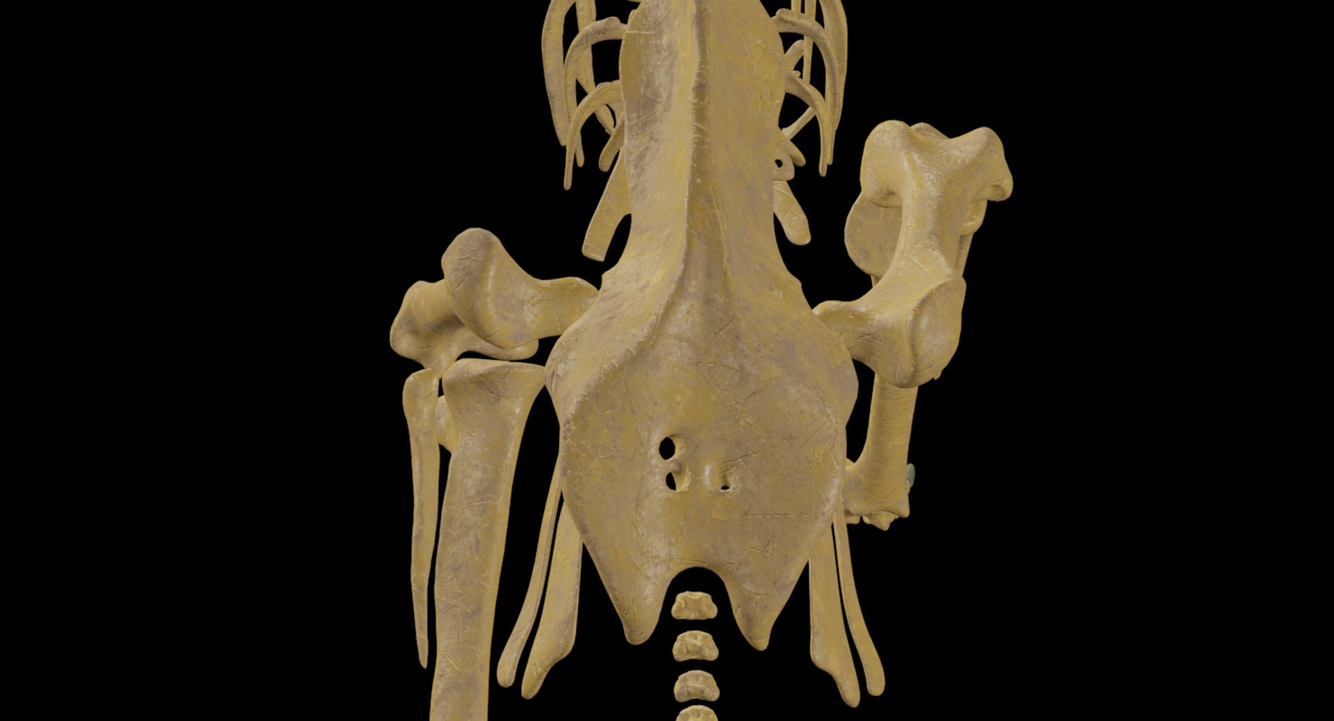 3D Skeleton Moa Model - TurboSquid 1333991