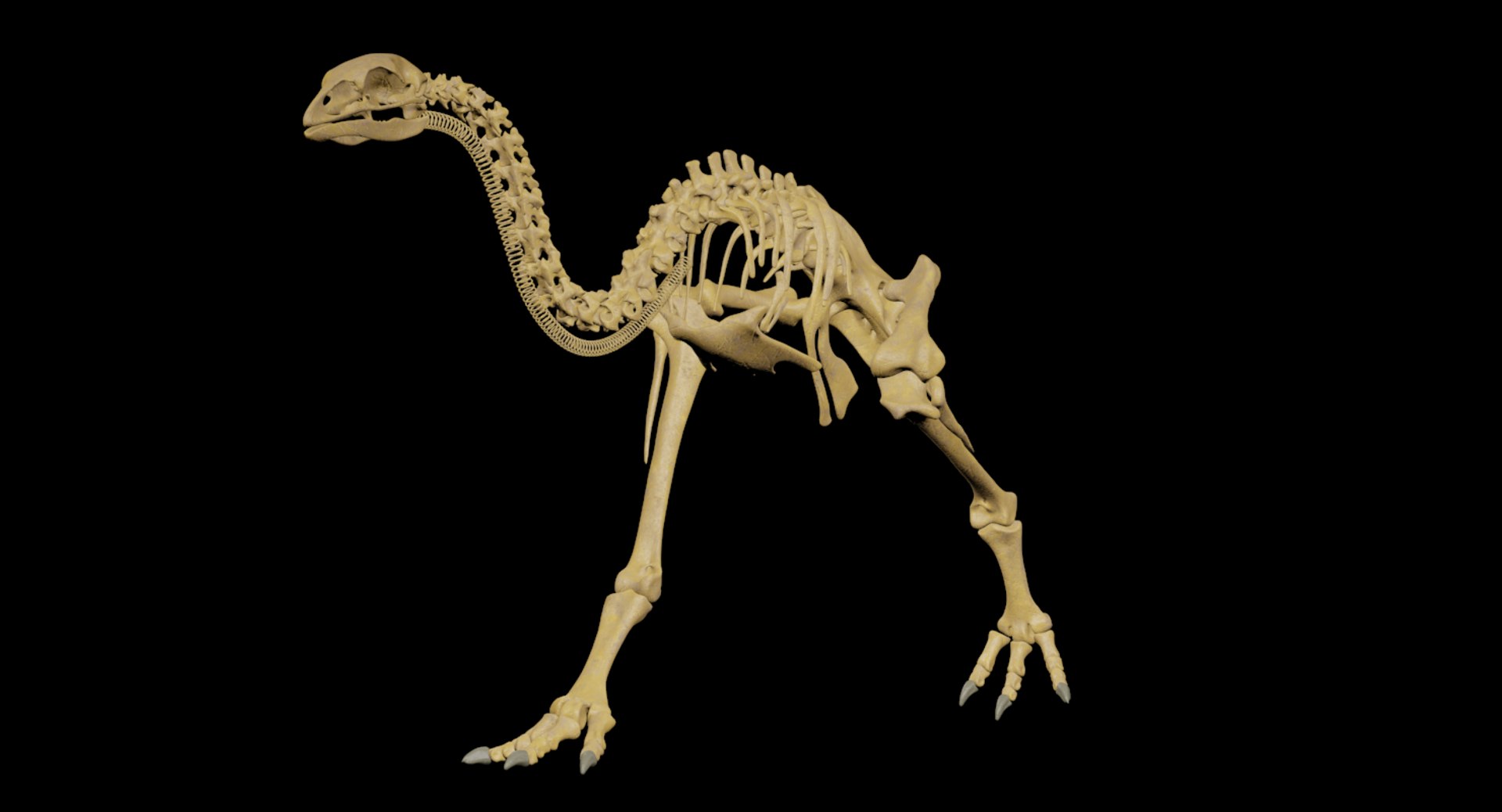 3D Skeleton Moa Model - TurboSquid 1333991