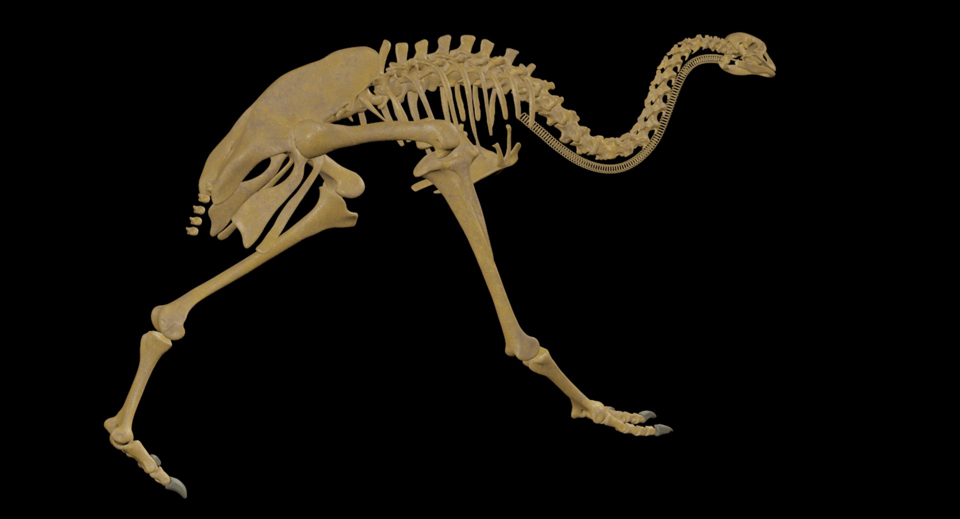 3D Skeleton Moa Model - TurboSquid 1333991