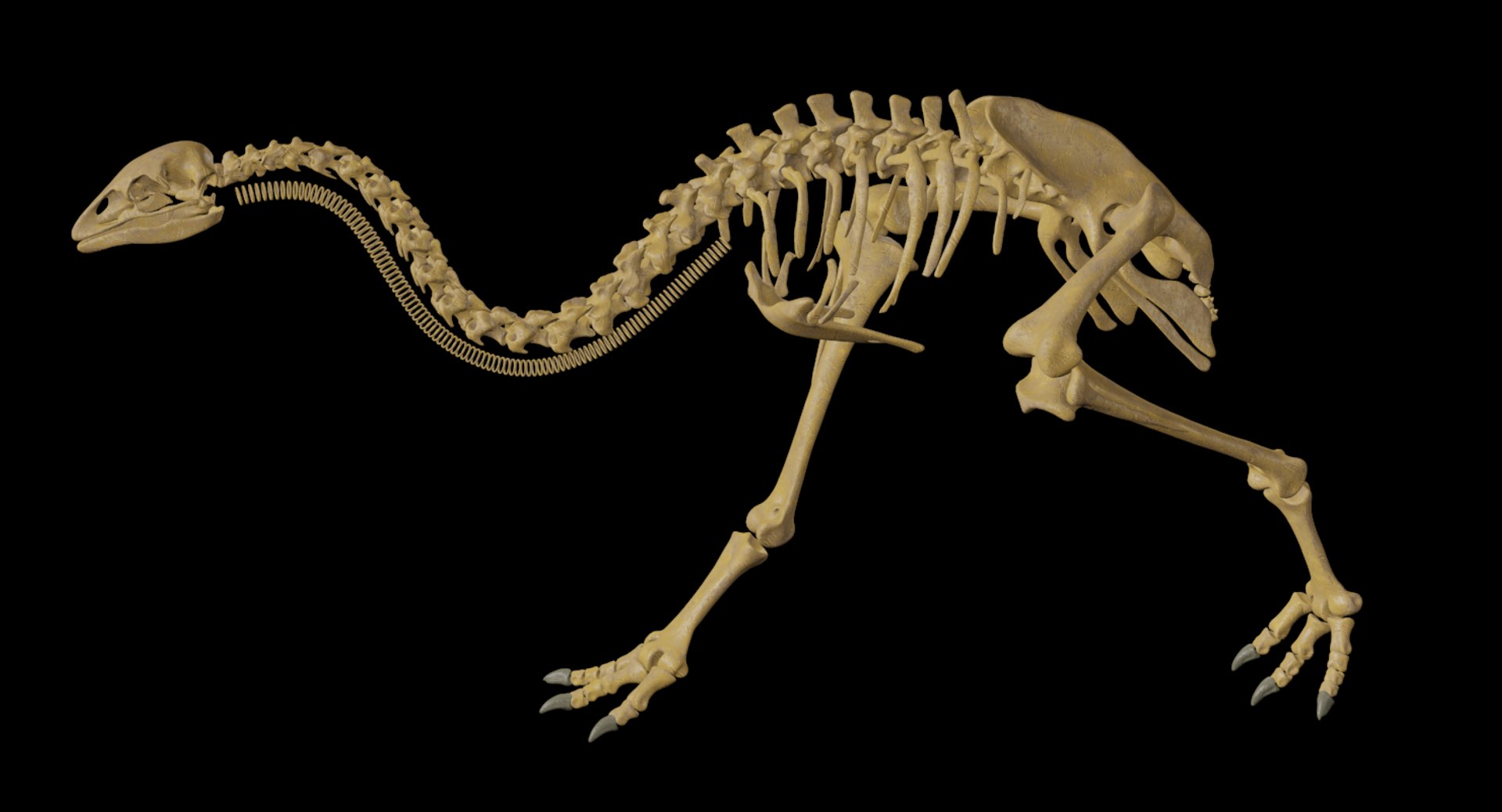 3D Skeleton Moa Model - TurboSquid 1333991