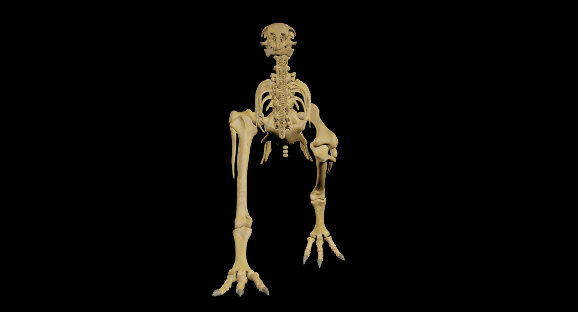3D Skeleton Moa Model - TurboSquid 1333991