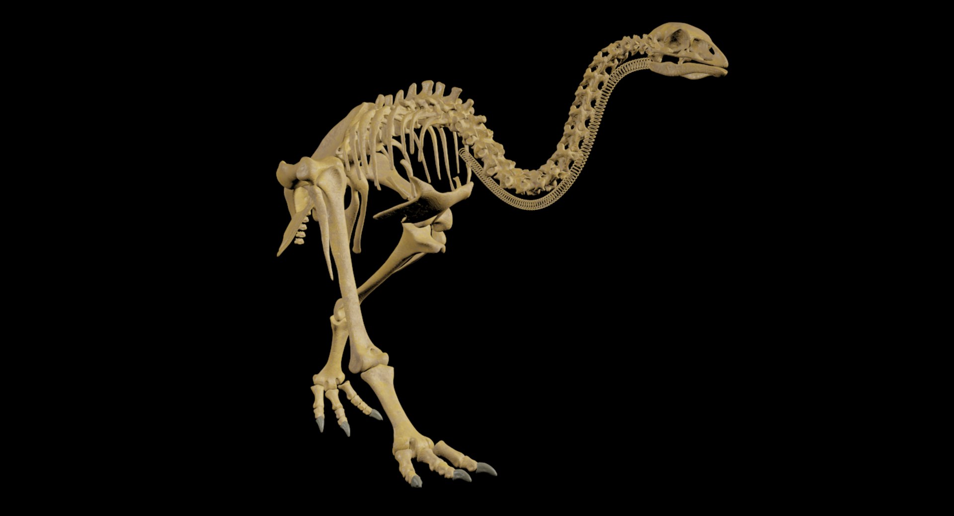 3D Skeleton Moa Model - TurboSquid 1333991