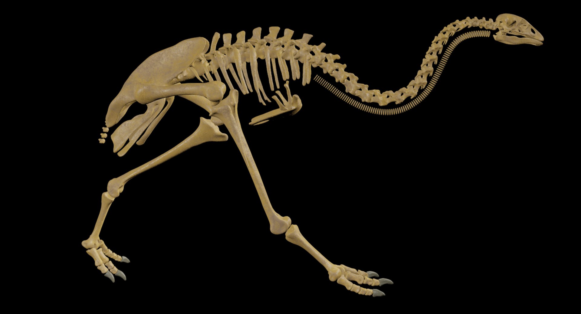 3D Skeleton Moa Model - TurboSquid 1333991