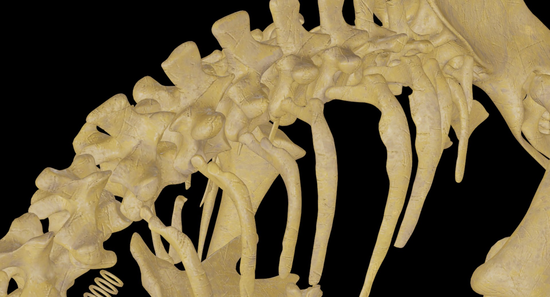 3D Skeleton Moa Model - TurboSquid 1333991