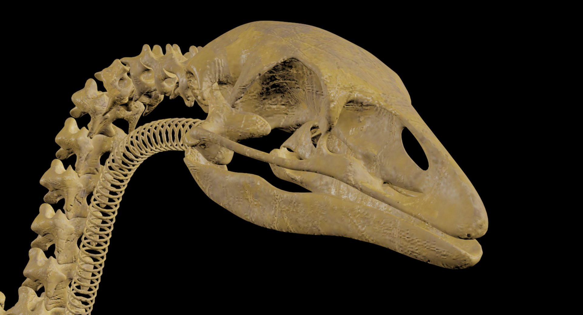 3D Skeleton Moa Model - TurboSquid 1333991