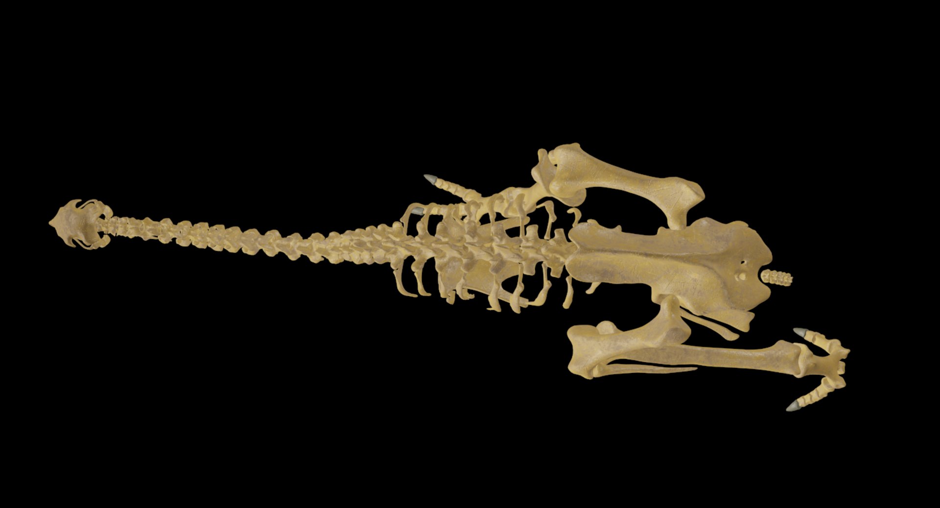 3D Skeleton Moa Model - TurboSquid 1333991