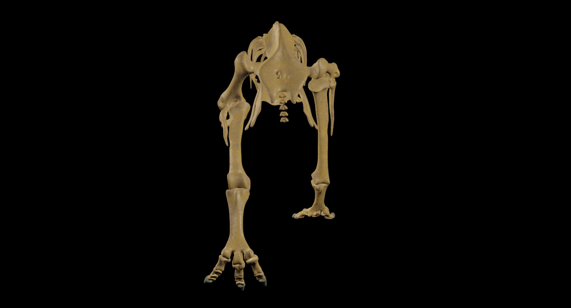 3D Skeleton Moa Model - TurboSquid 1333991