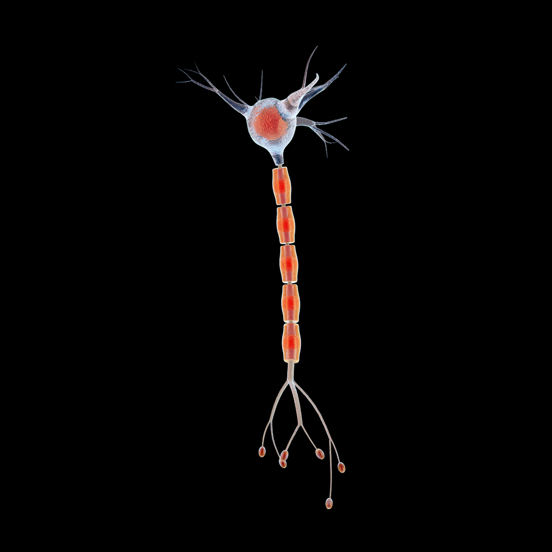 Neuron Cell Max