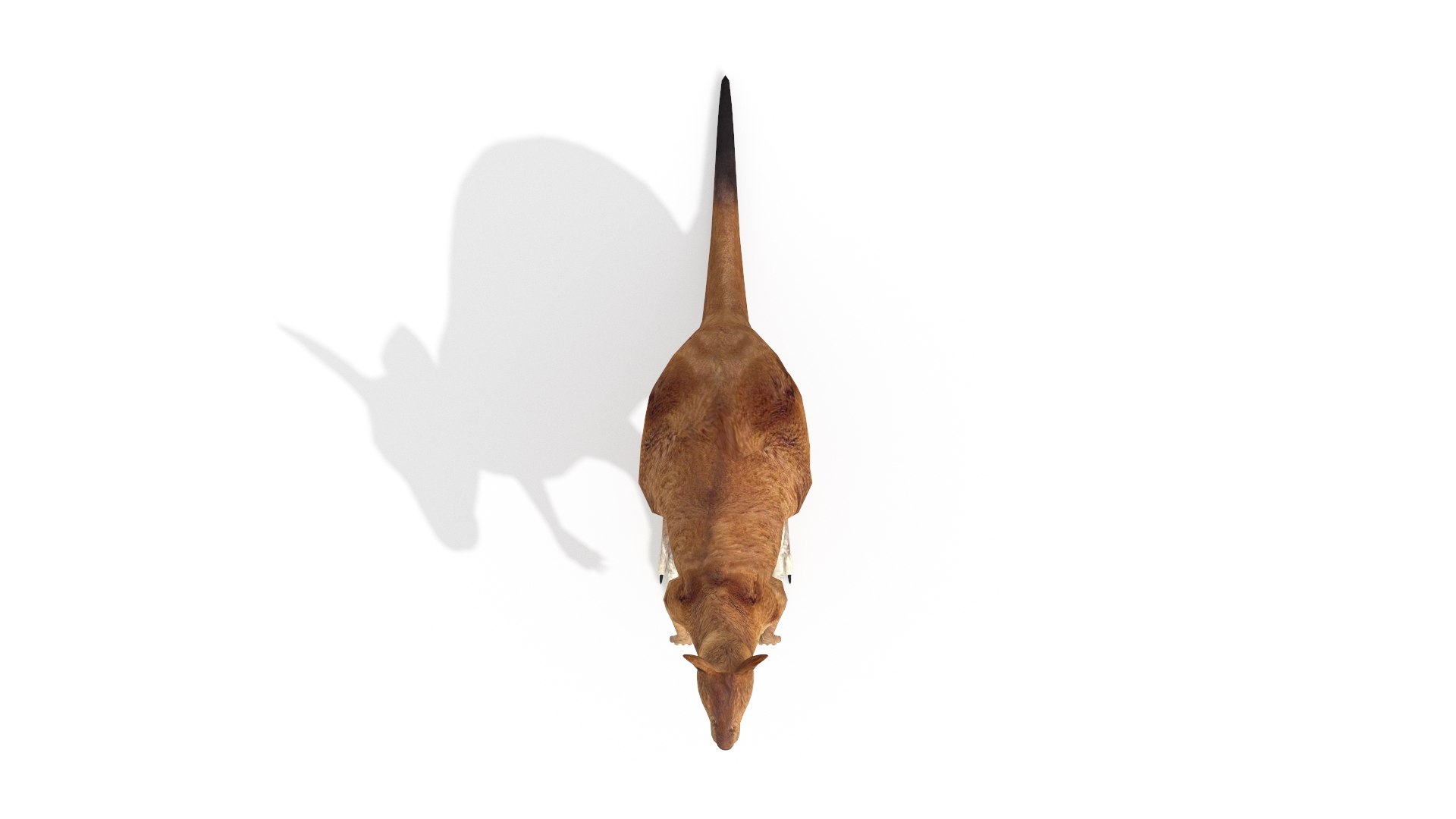 Kangaroo Low Poly Australian Animal 3D Model - TurboSquid 1871642