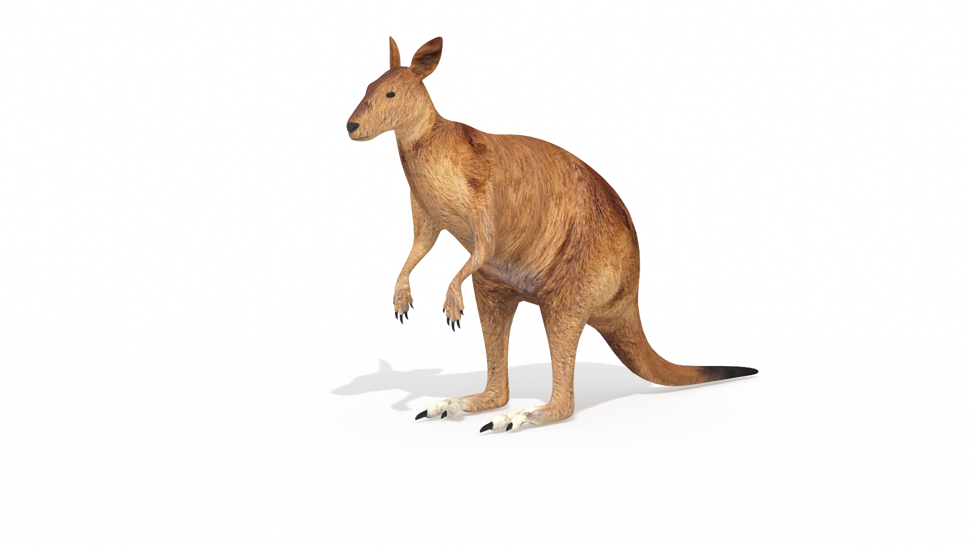 Kangaroo Low Poly Australian Animal 3D Model - TurboSquid 1871642