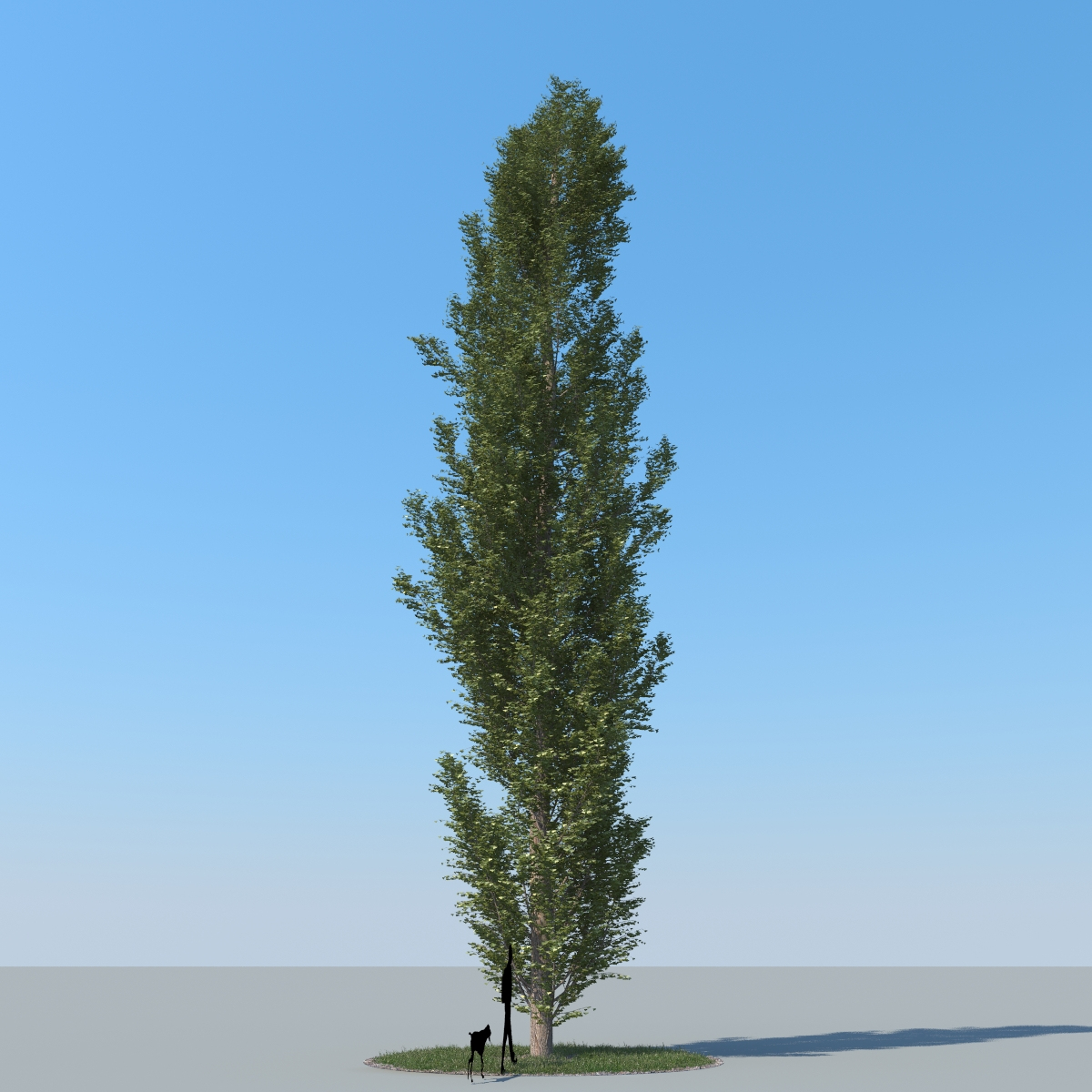 3d model realistic poplar trees