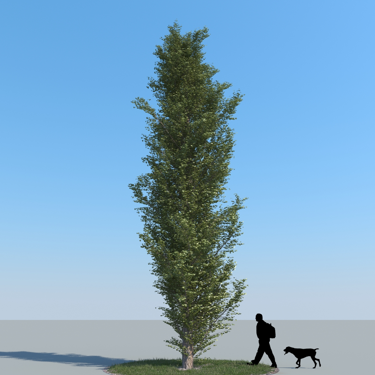 3d model realistic poplar trees