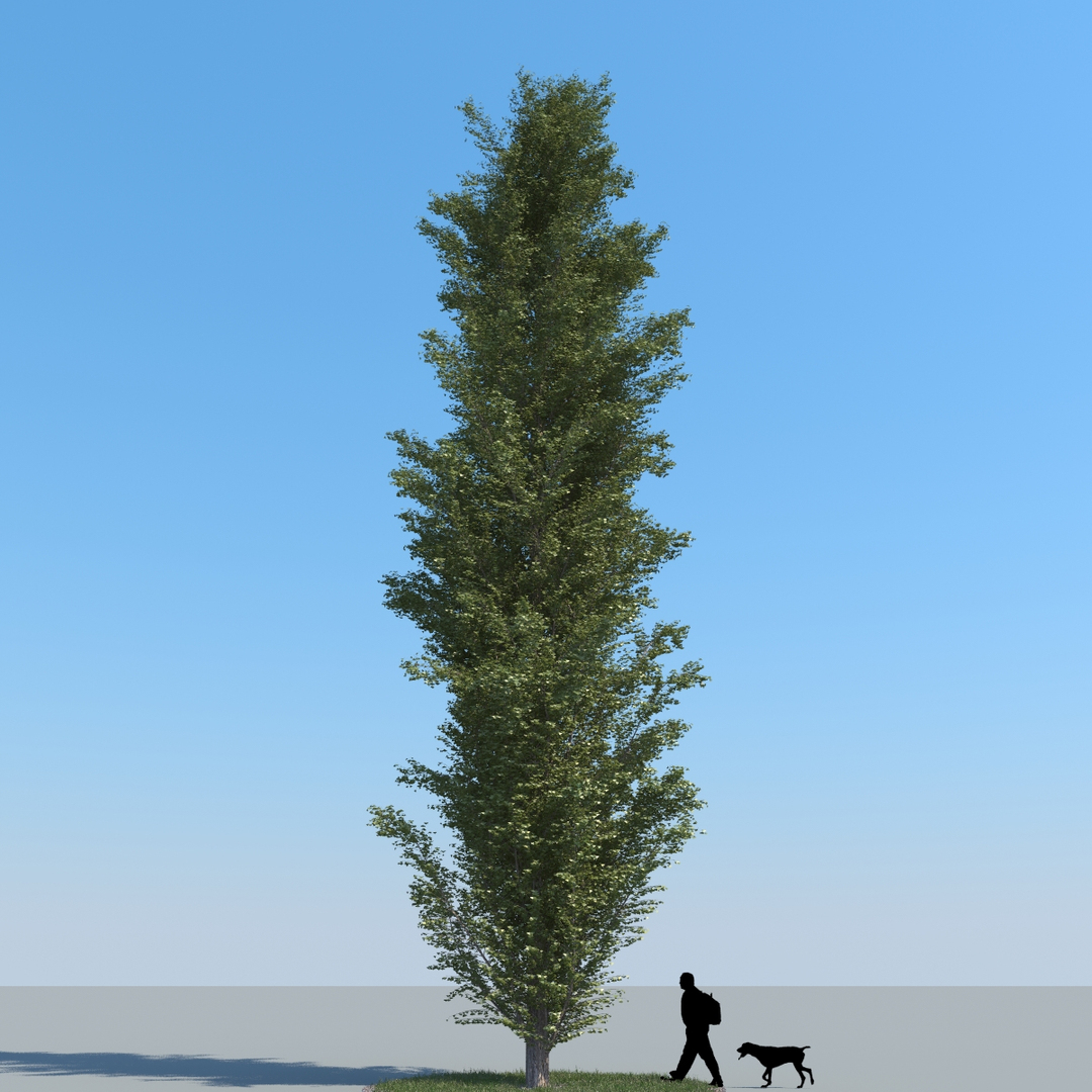 3d model realistic poplar trees