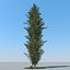 3d model realistic poplar trees