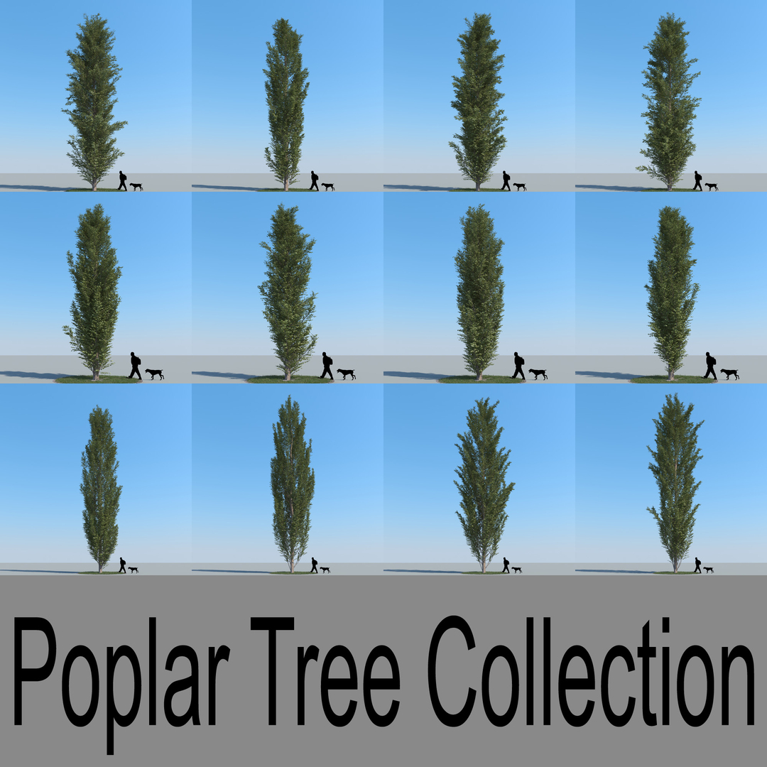 3d model realistic poplar trees