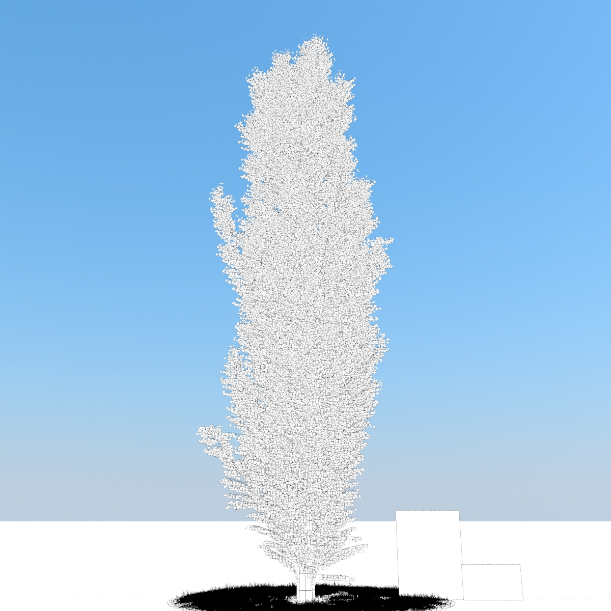 3d model realistic poplar trees