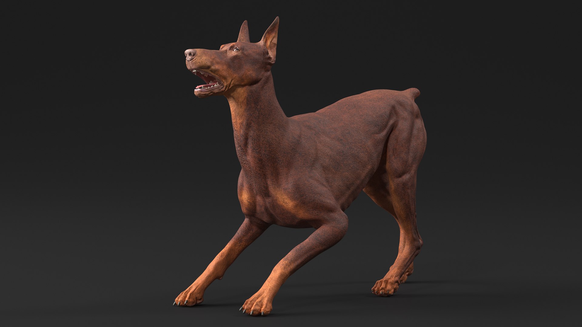 3D Doberman Dog Brown Rigged For Maya Model - TurboSquid 2276426