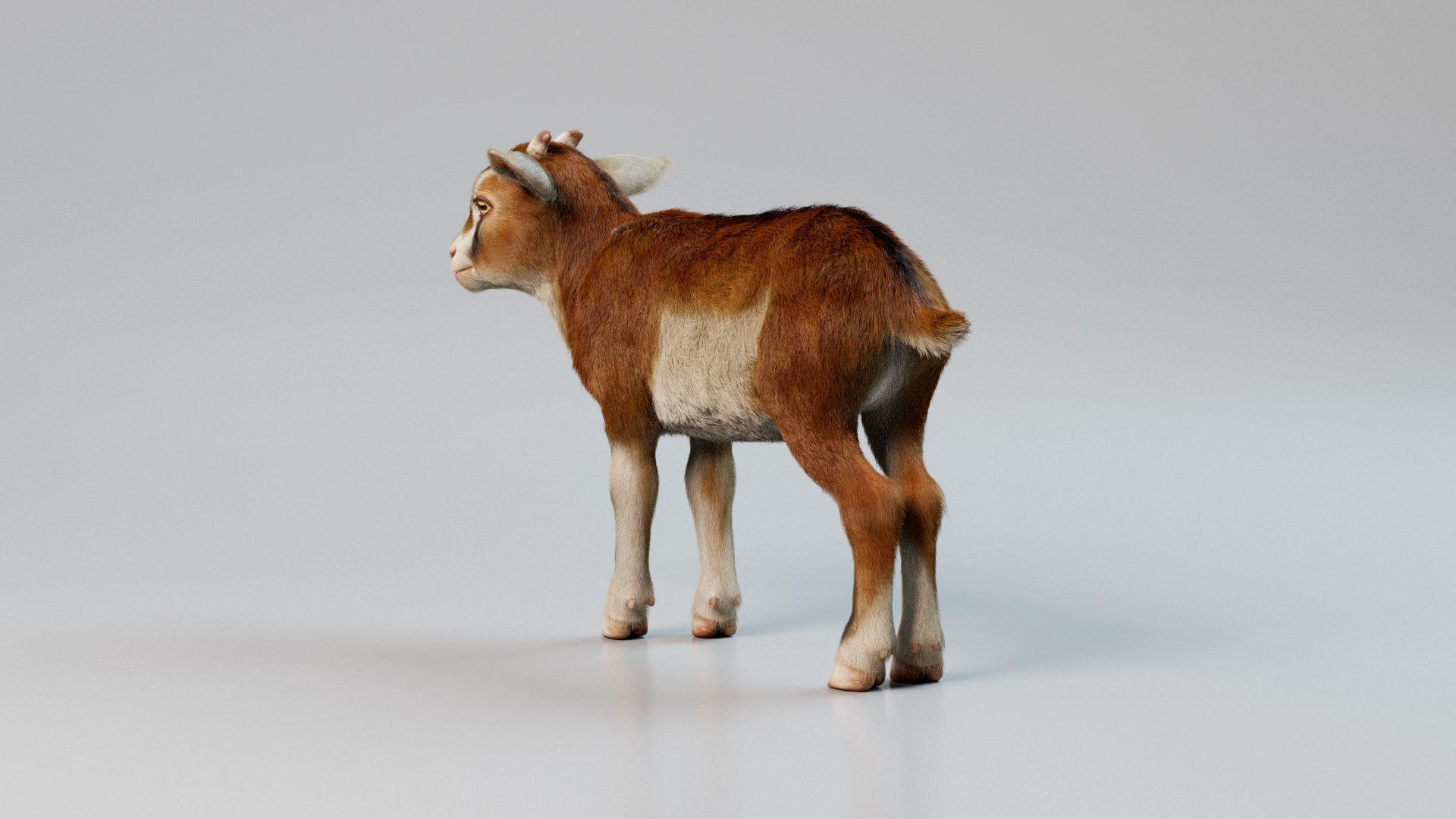 Goat Kid Rigged Animated With Fur 3D Model - TurboSquid 2172255
