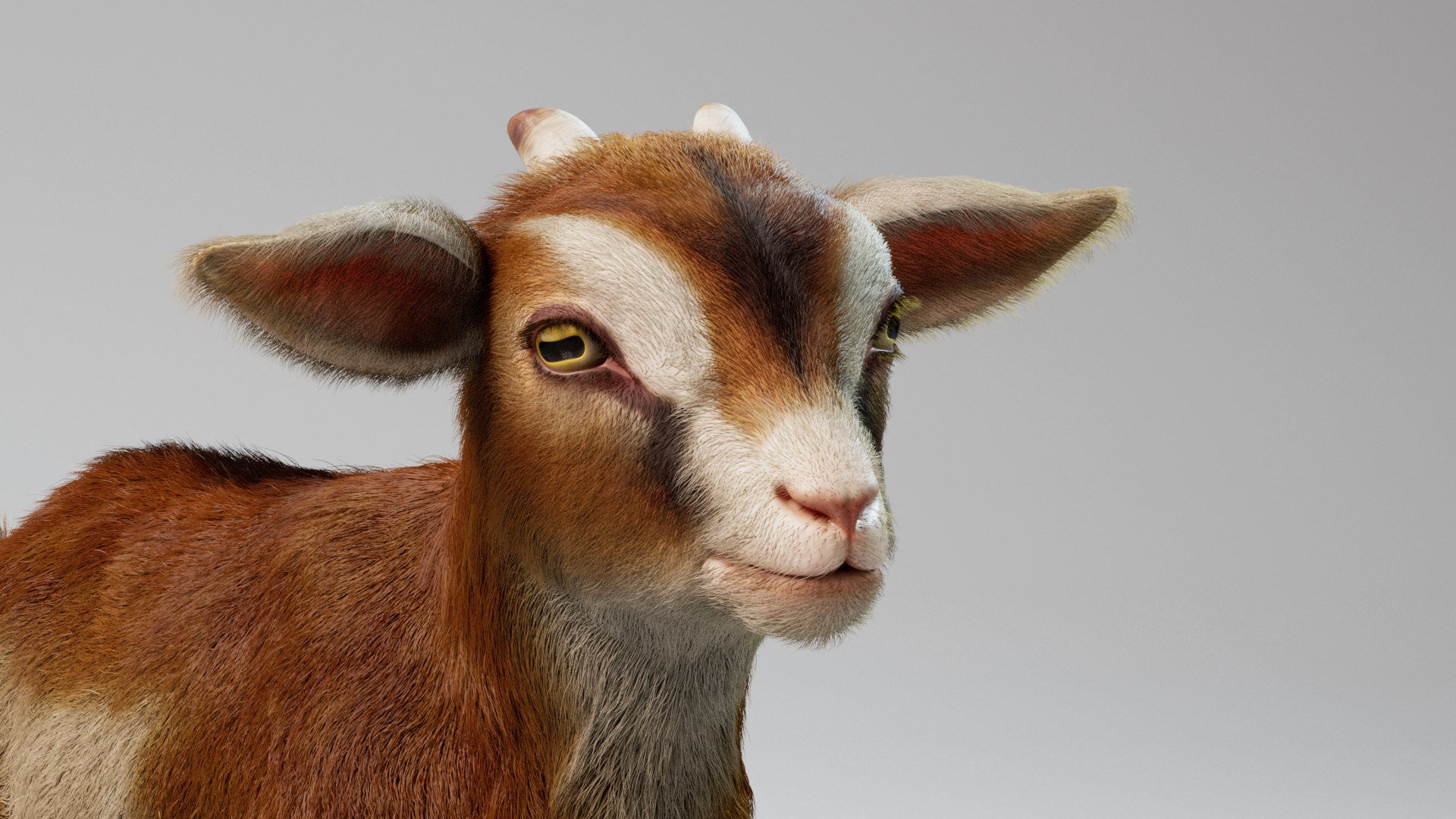 Goat Kid Rigged Animated With Fur 3D Model - TurboSquid 2172255