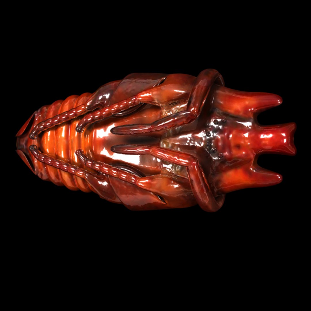 3d Fbx Beetle S Pupa