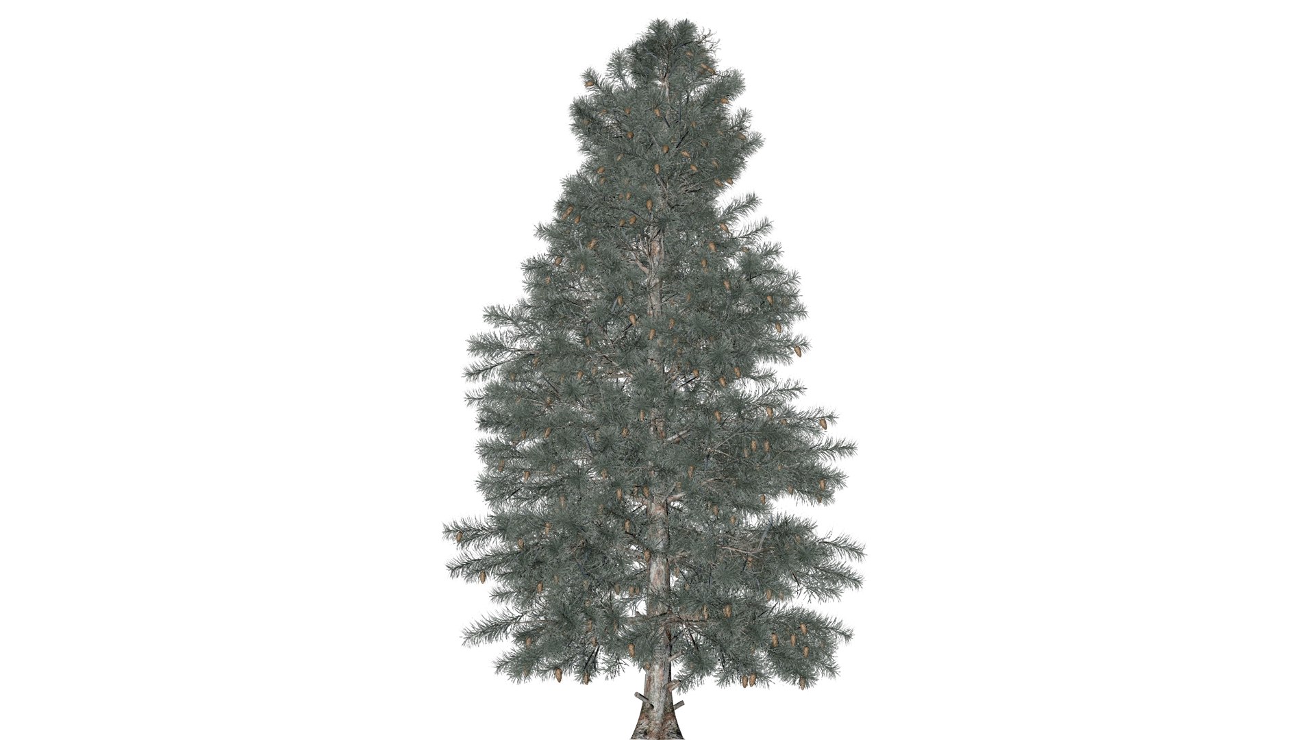 3D Colorado Blue Spruce Tree - 10 - - TurboSquid 2373417