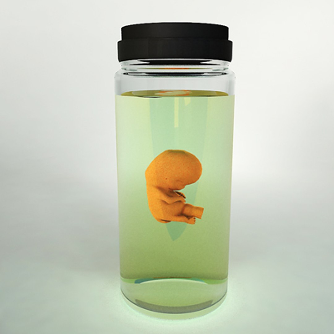 seven weeks human embryo 3d model