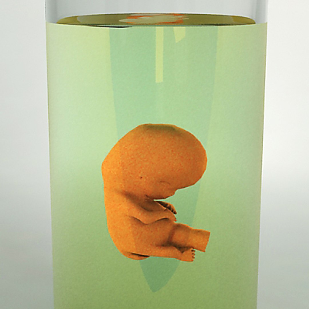 seven weeks human embryo 3d model