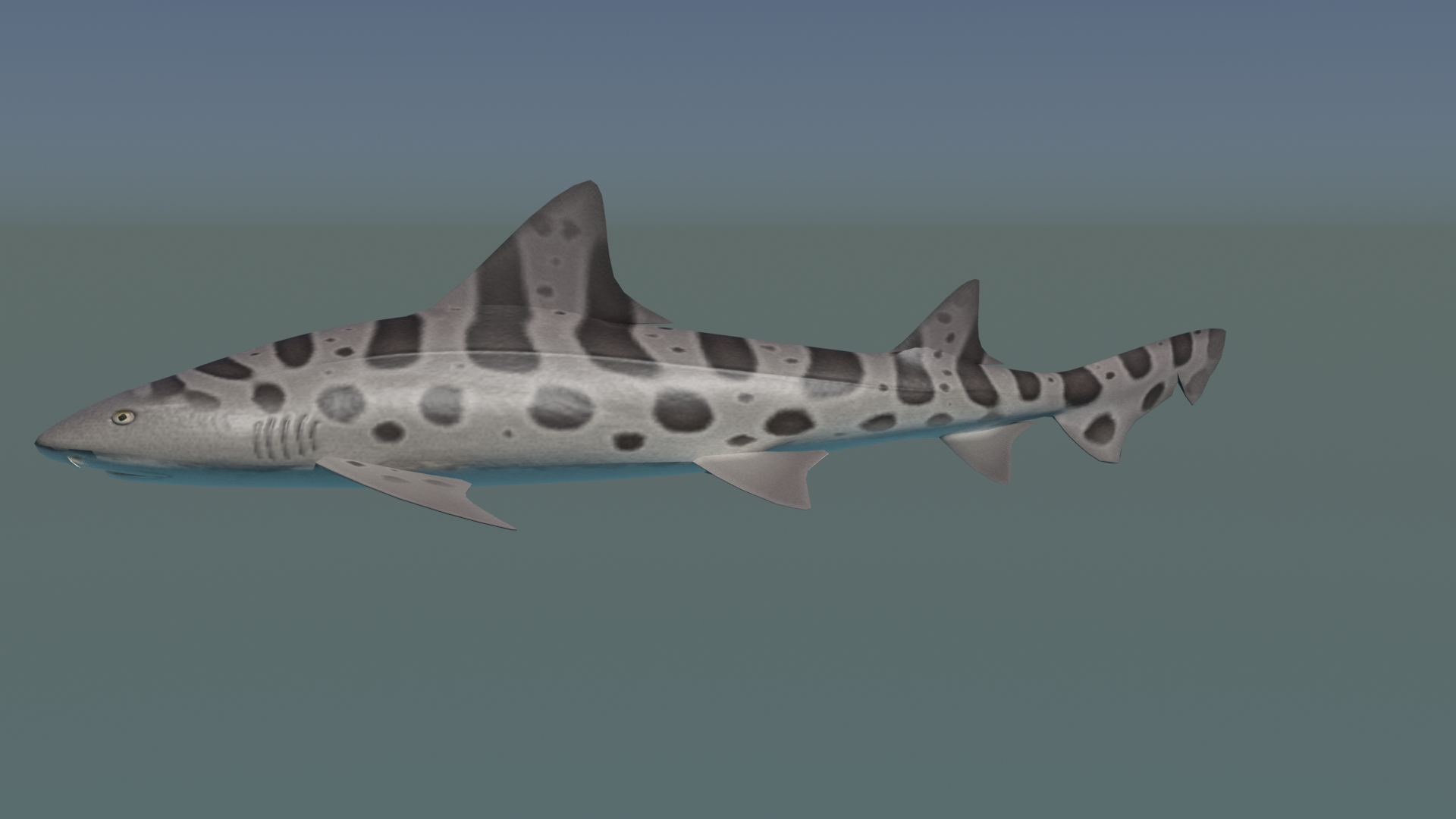 Leopard Shark 3D Model - TurboSquid 1748378