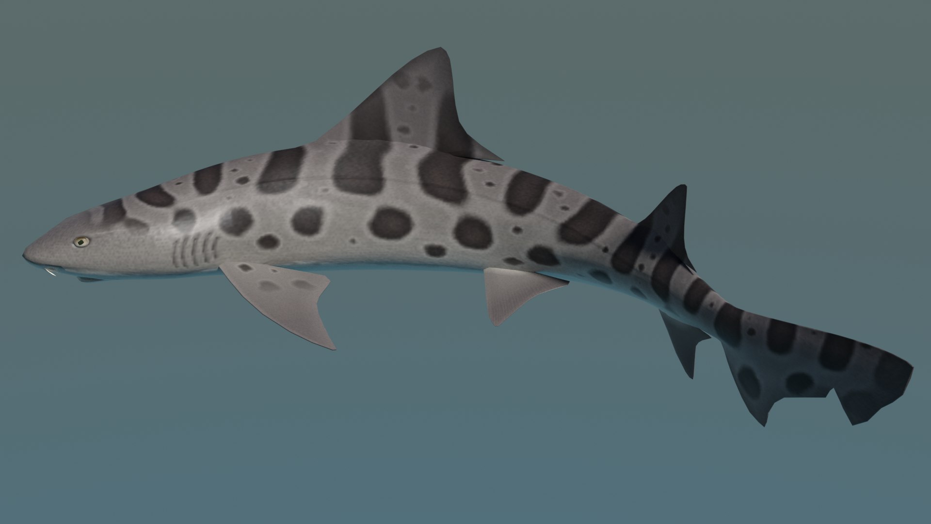 Leopard Shark 3D Model - TurboSquid 1748378