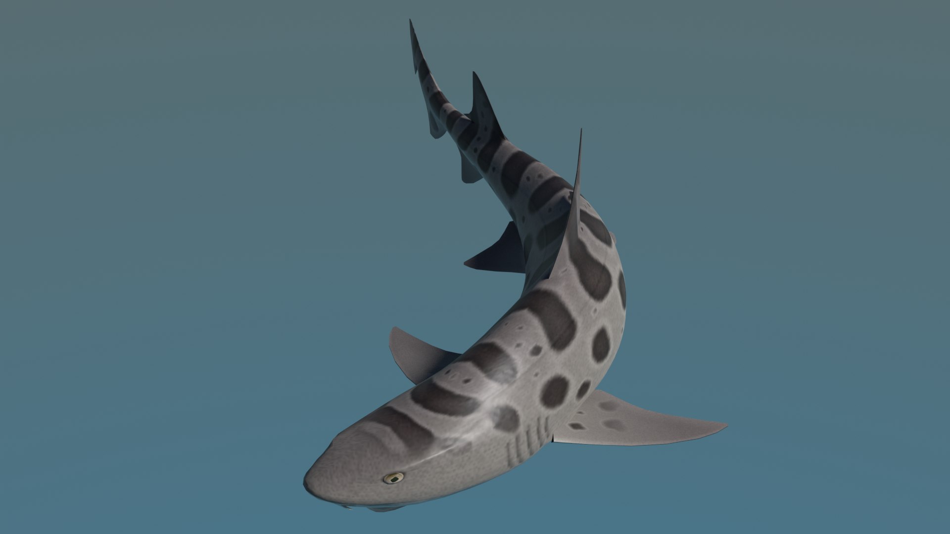 Leopard Shark 3D Model - TurboSquid 1748378