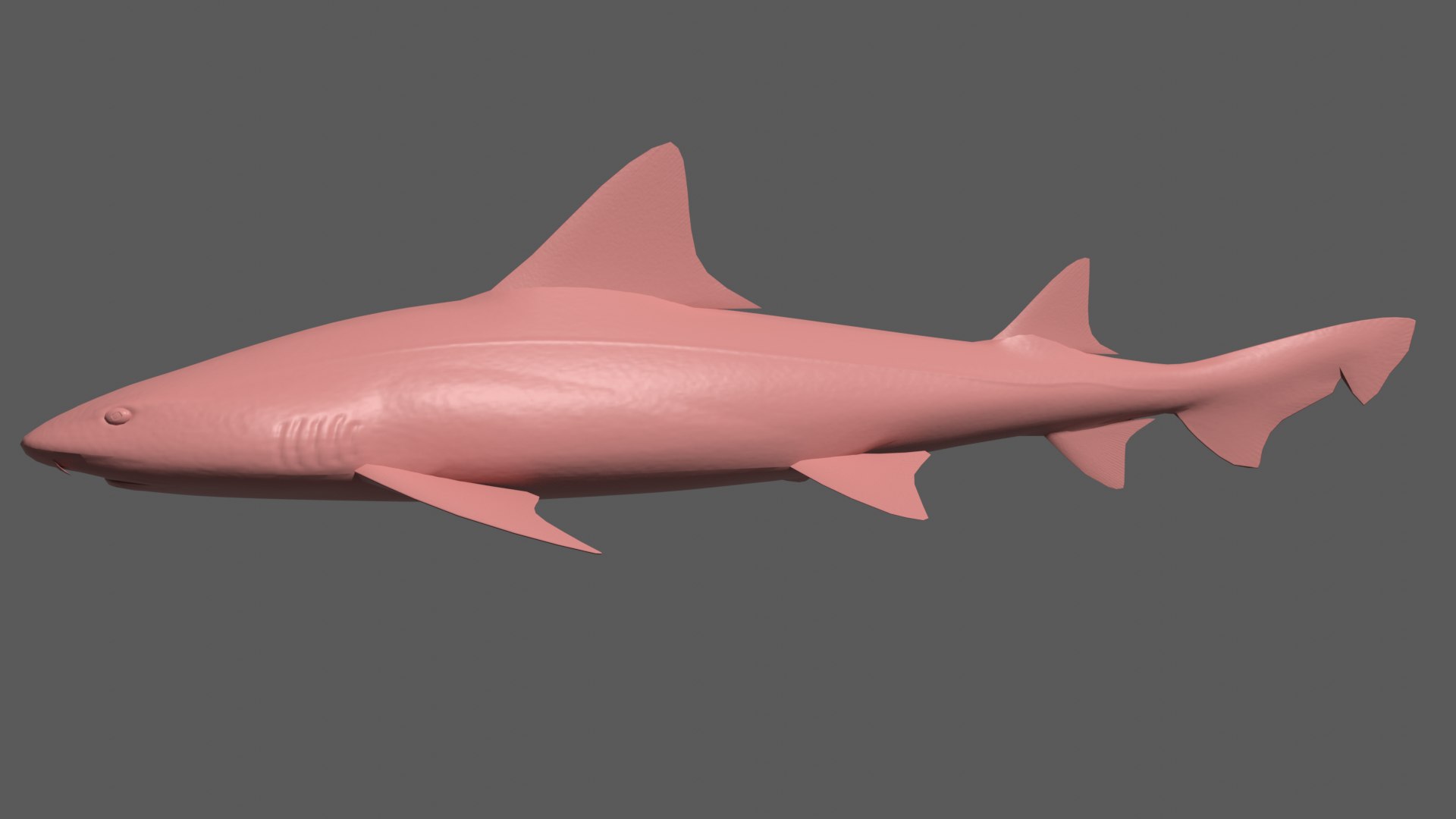 Leopard Shark 3D Model - TurboSquid 1748378