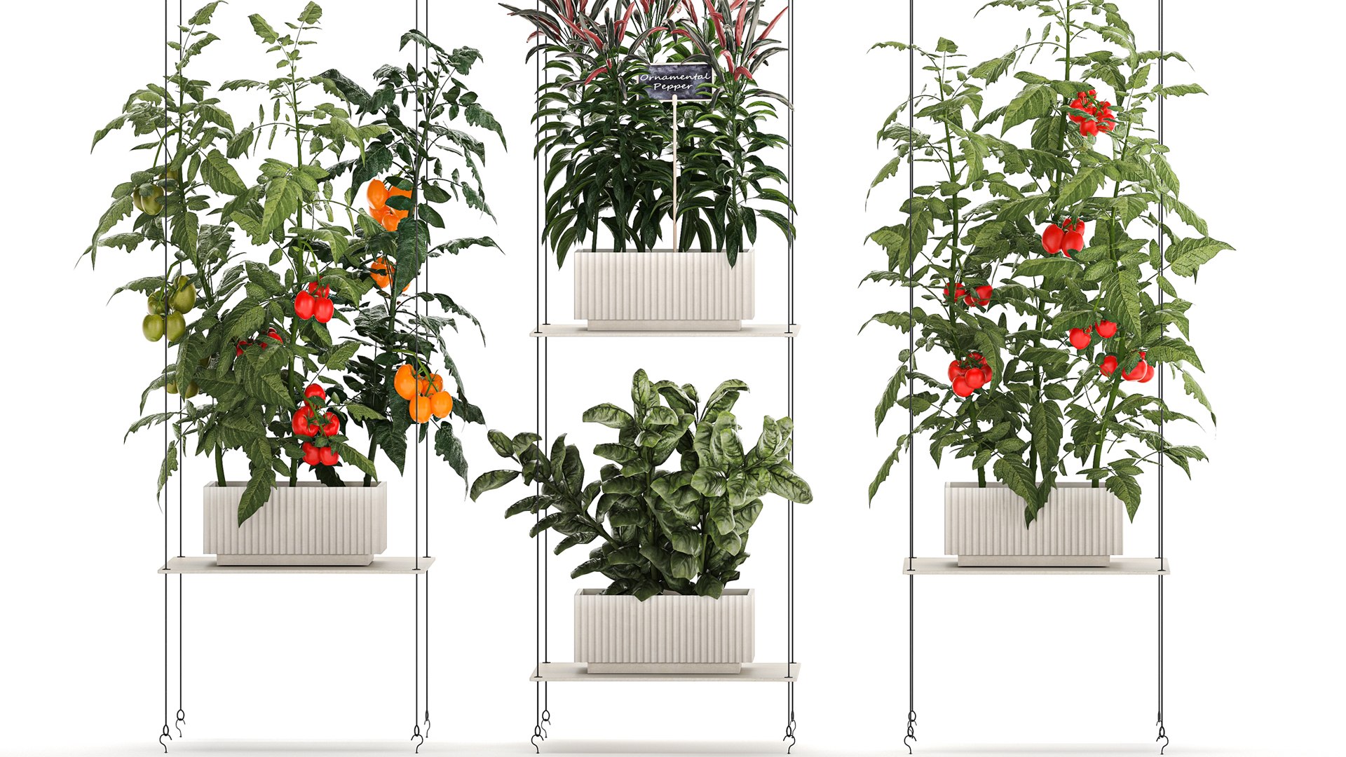 Mini kitchen garden Rosemary Basil vegetables pepper Tomato 1414 3D ...