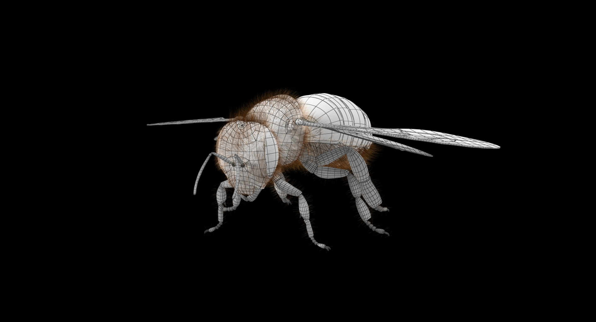 Max Honey Bee