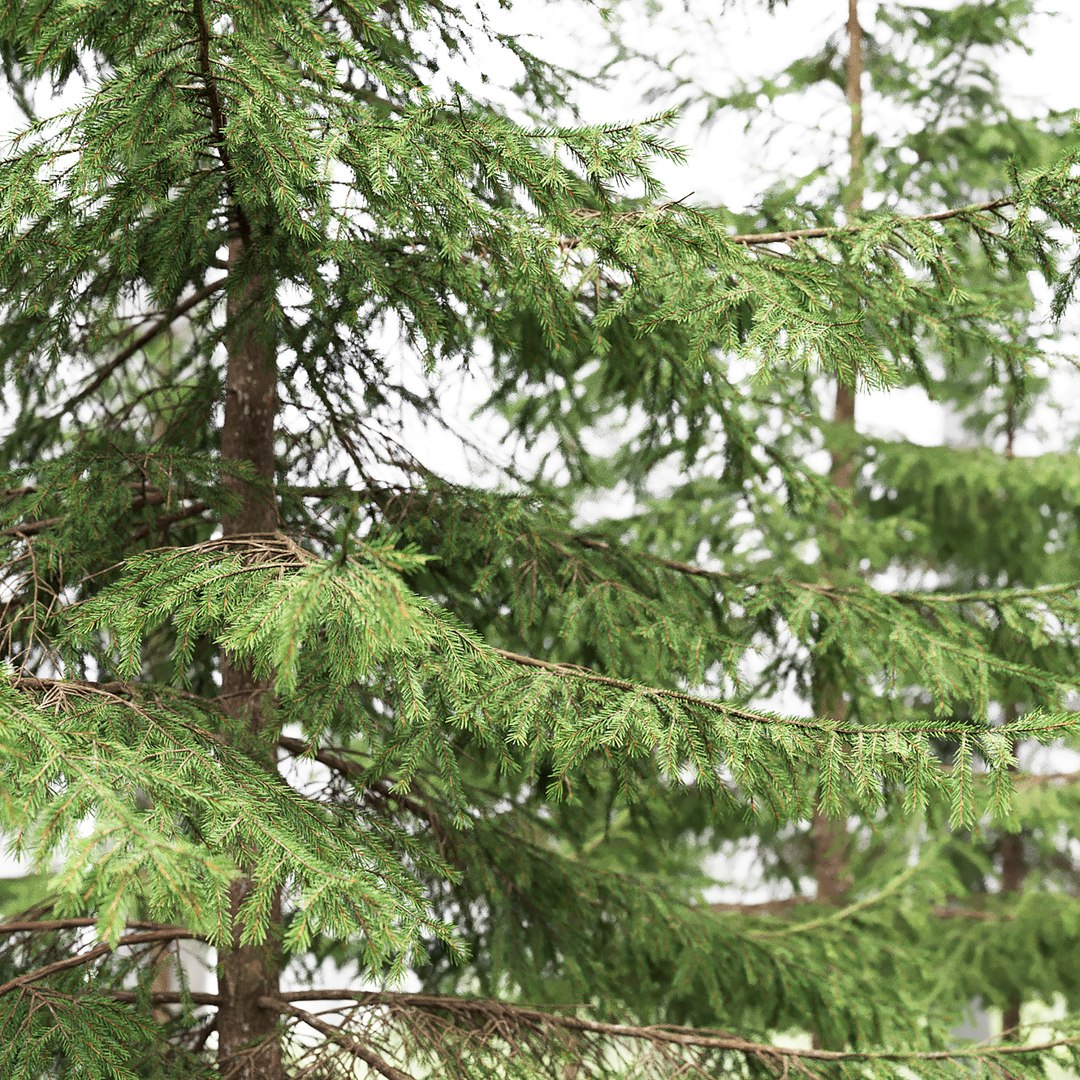 Spruce tree nature model - TurboSquid 1693825
