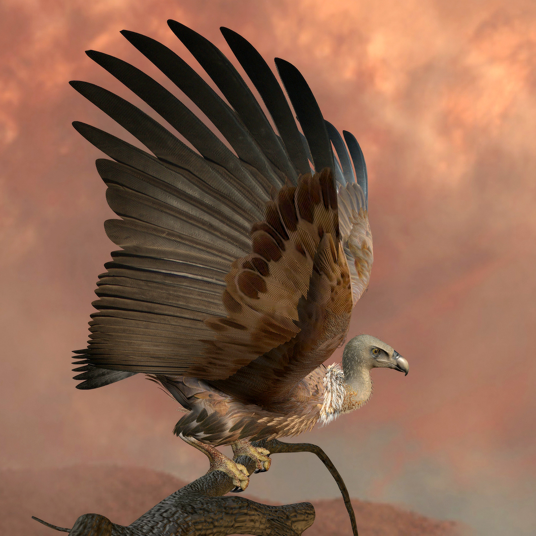 griffon vulture lwo