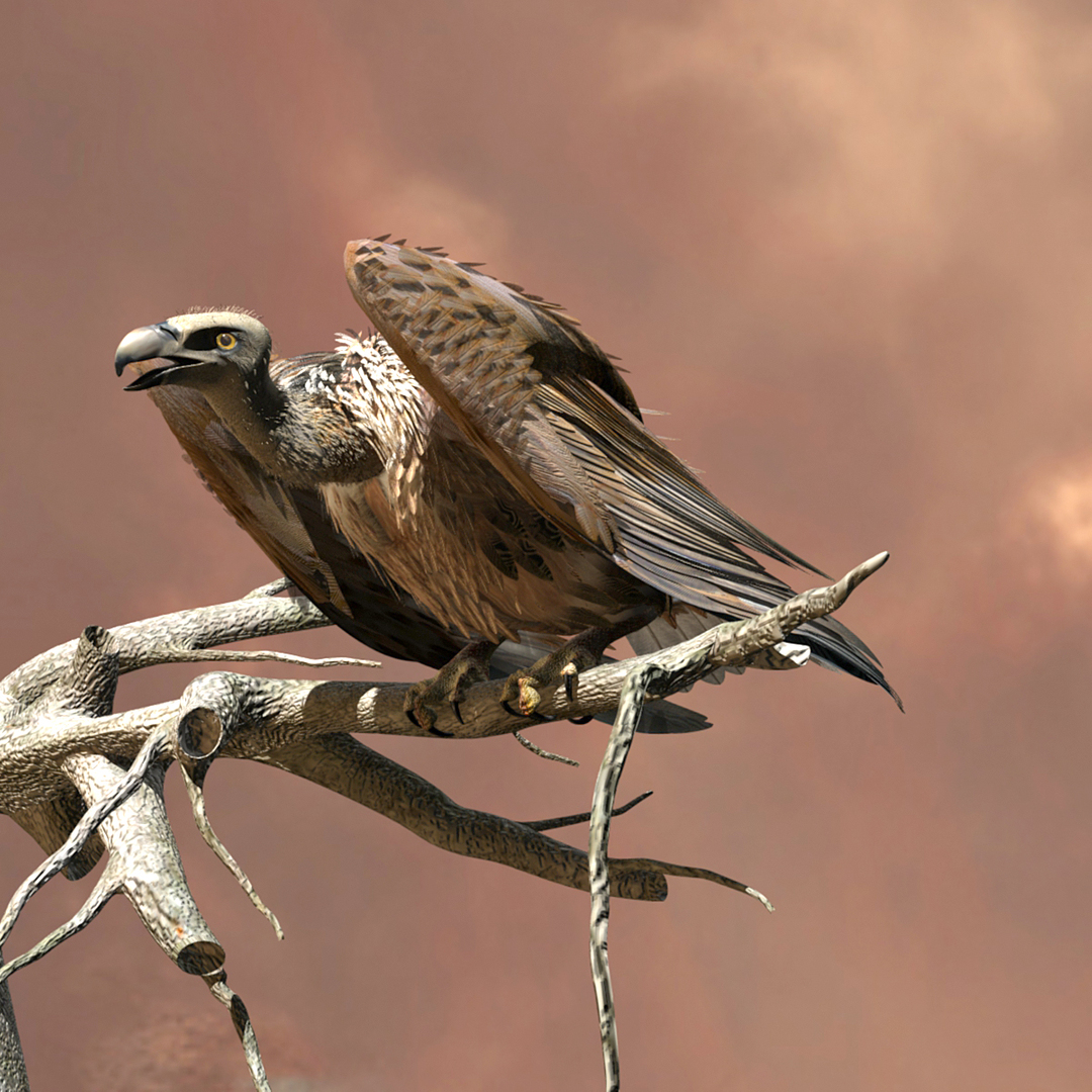 griffon vulture lwo