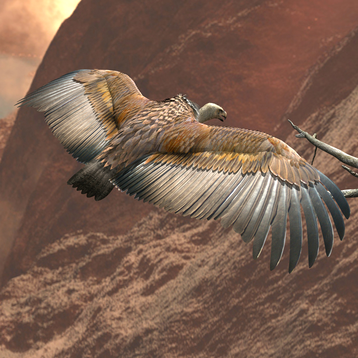 griffon vulture lwo
