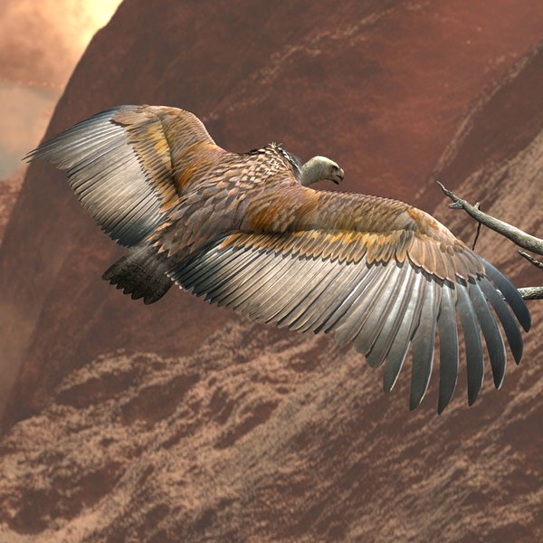 griffon vulture lwo