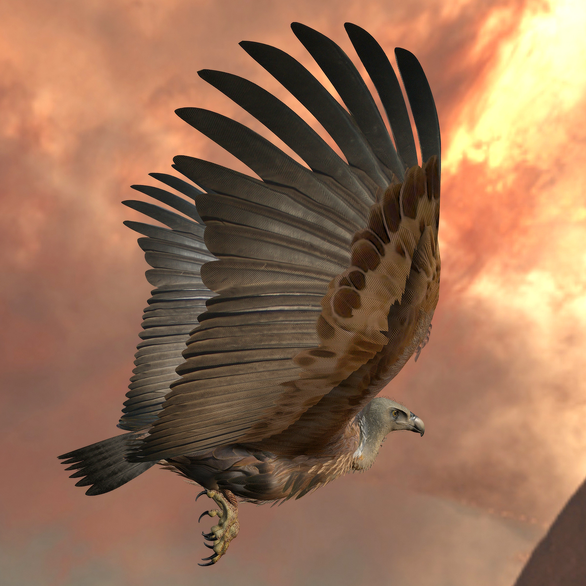 griffon vulture lwo
