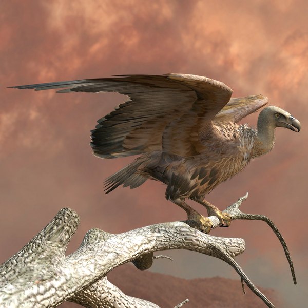 griffon vulture lwo