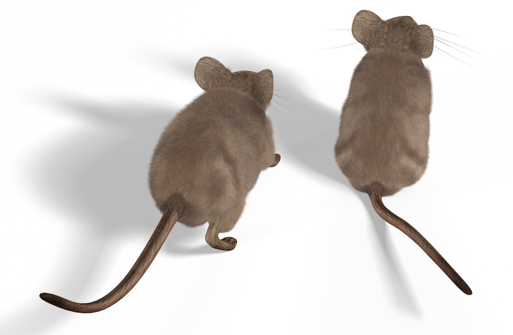 Rigged Mouse Animation 3D Model - TurboSquid 1570761
