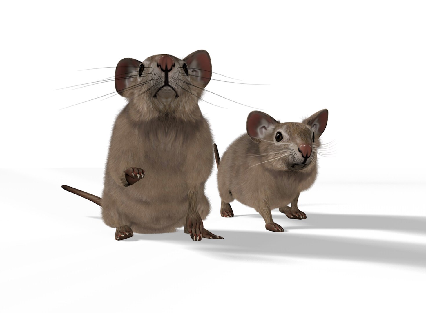 Rigged Mouse Animation 3D Model - TurboSquid 1570761