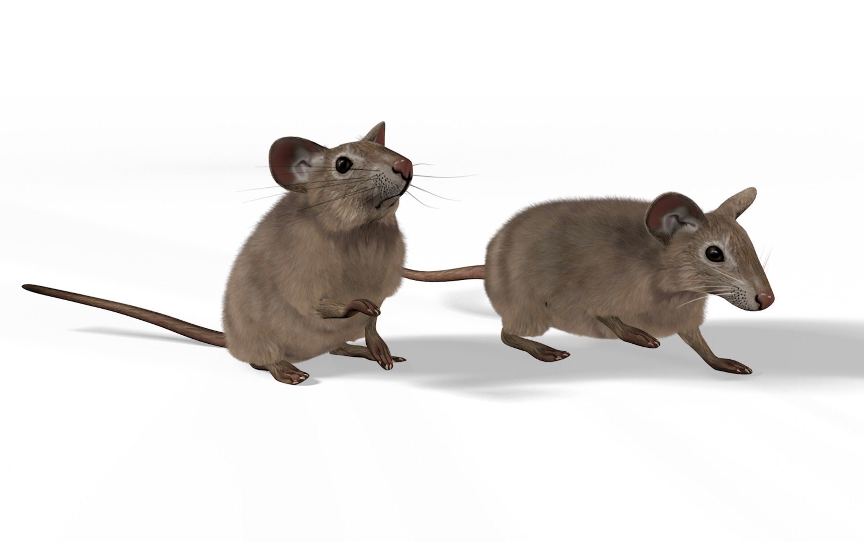 Rigged Mouse Animation 3D Model - TurboSquid 1570761