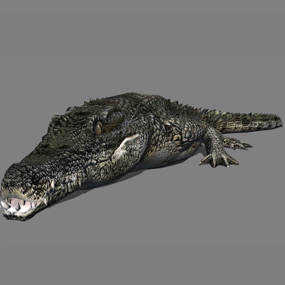 Crocodile 3D Model - TurboSquid 1294597