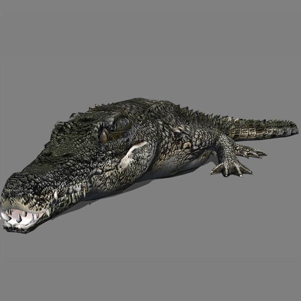 Crocodile 3D model - TurboSquid 1294597