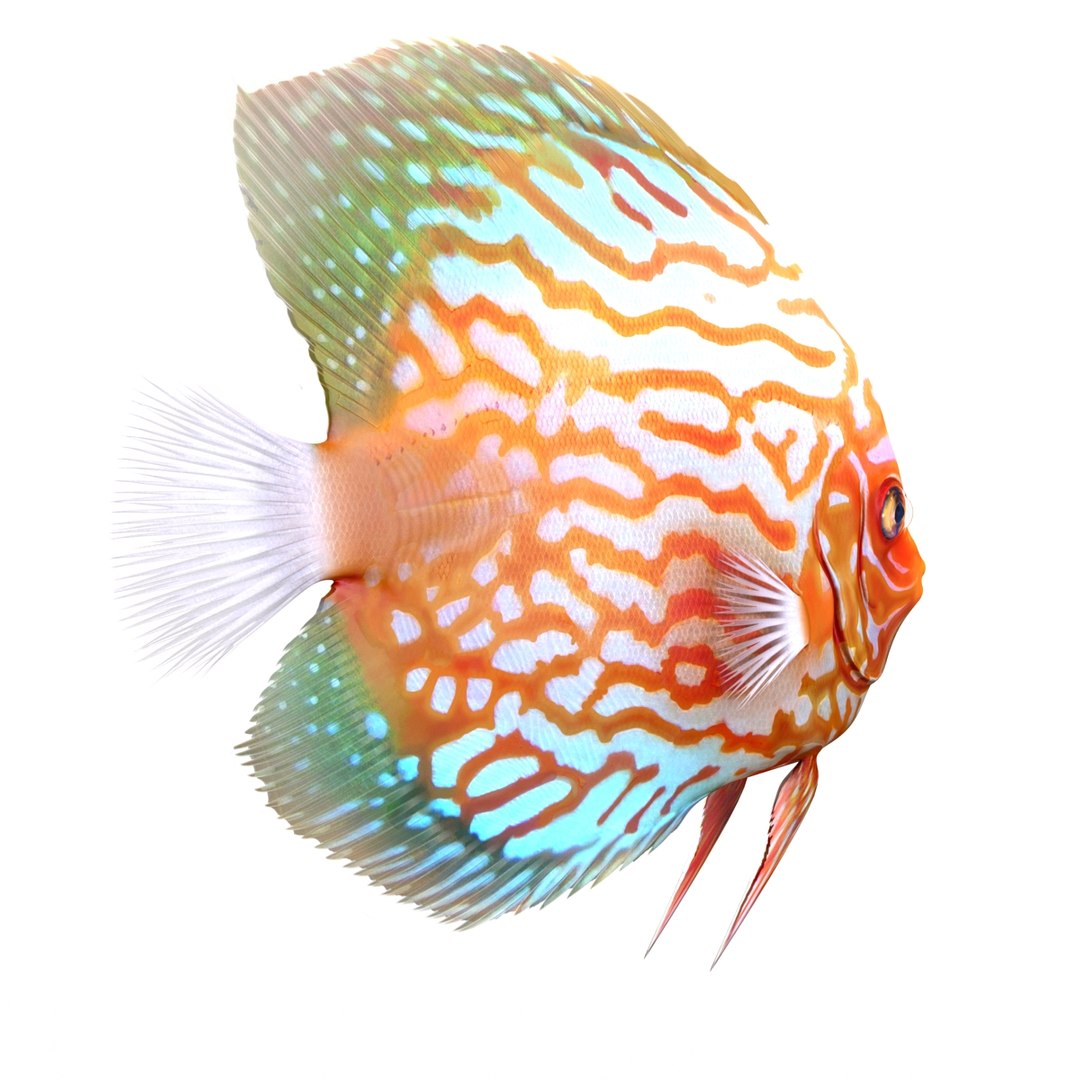 symphysodon fish 3d c4d
