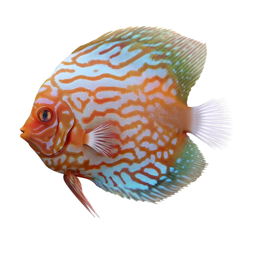 symphysodon fish 3d c4d