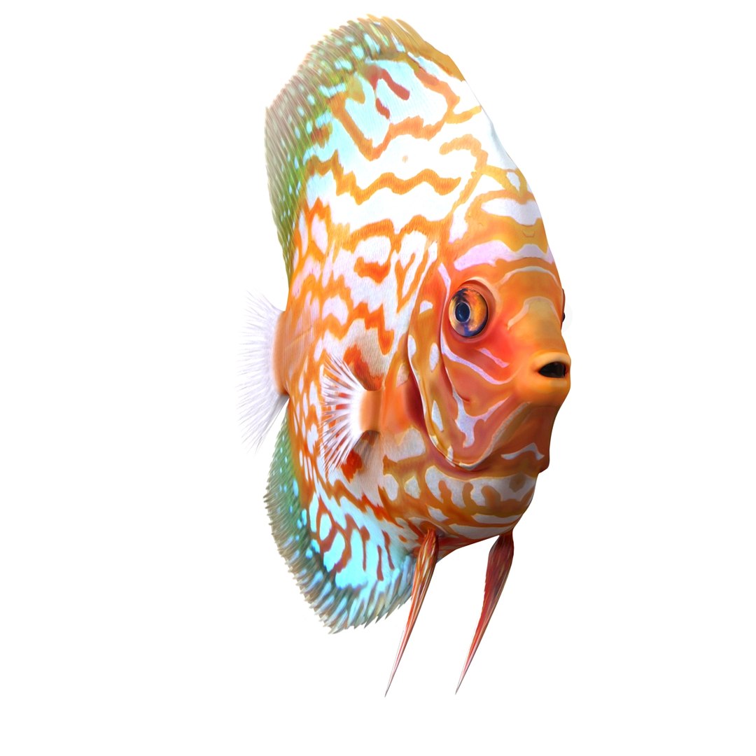 symphysodon fish 3d c4d