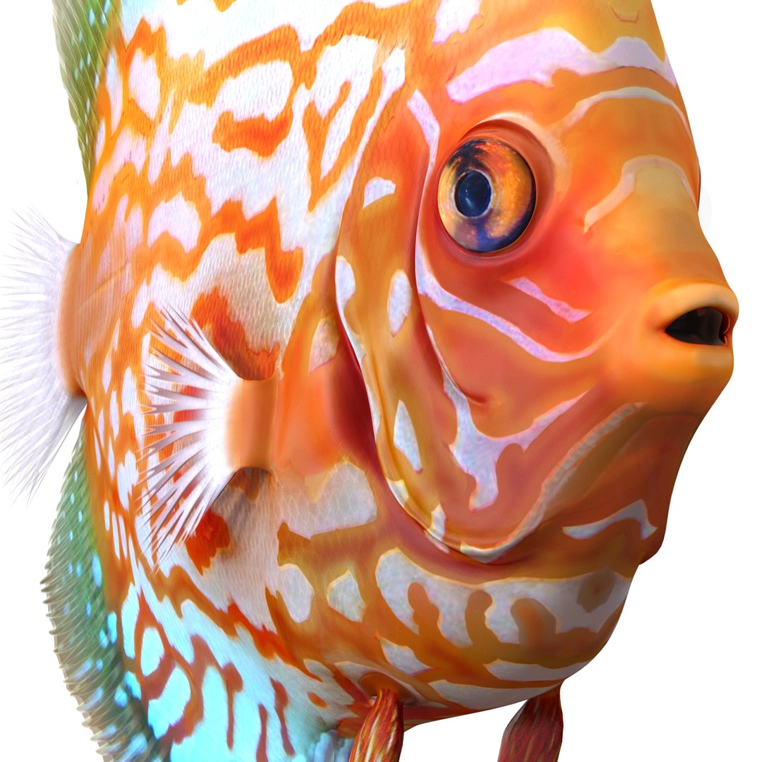 symphysodon fish 3d c4d